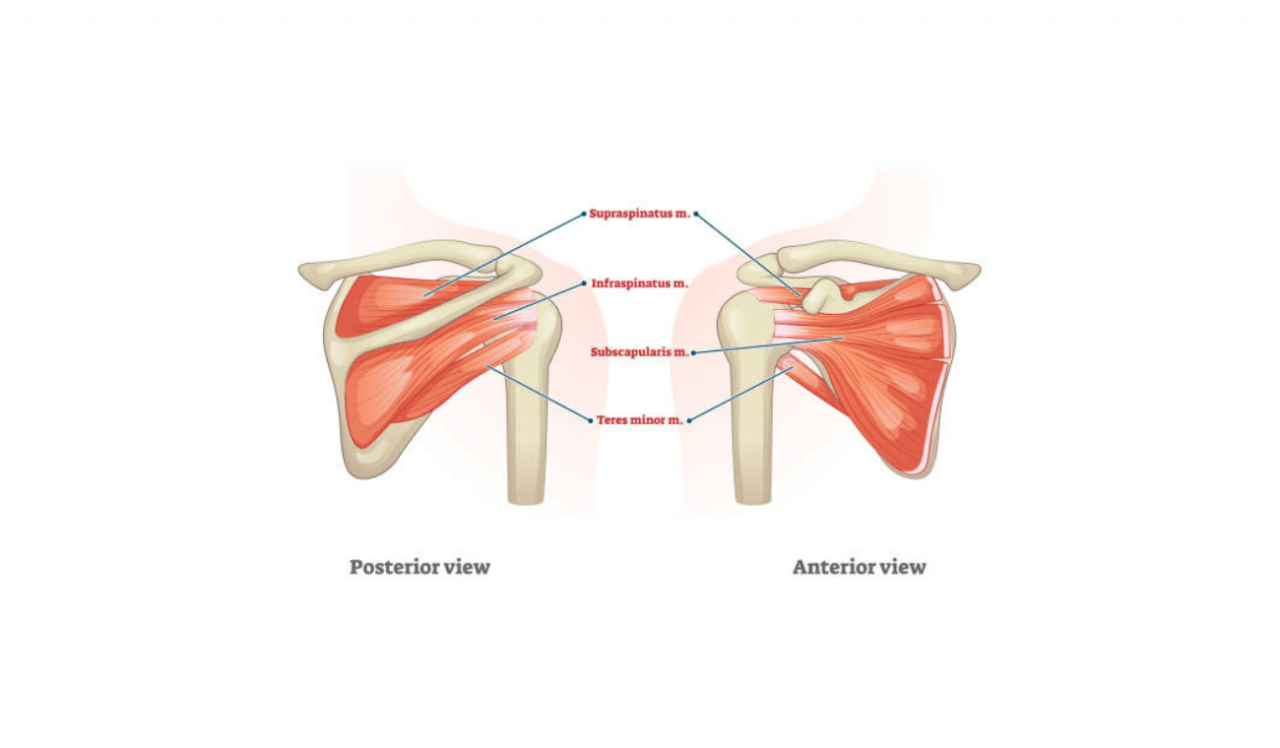 The rotator cuff muscles: A small group with a big impact - Dynamic ...